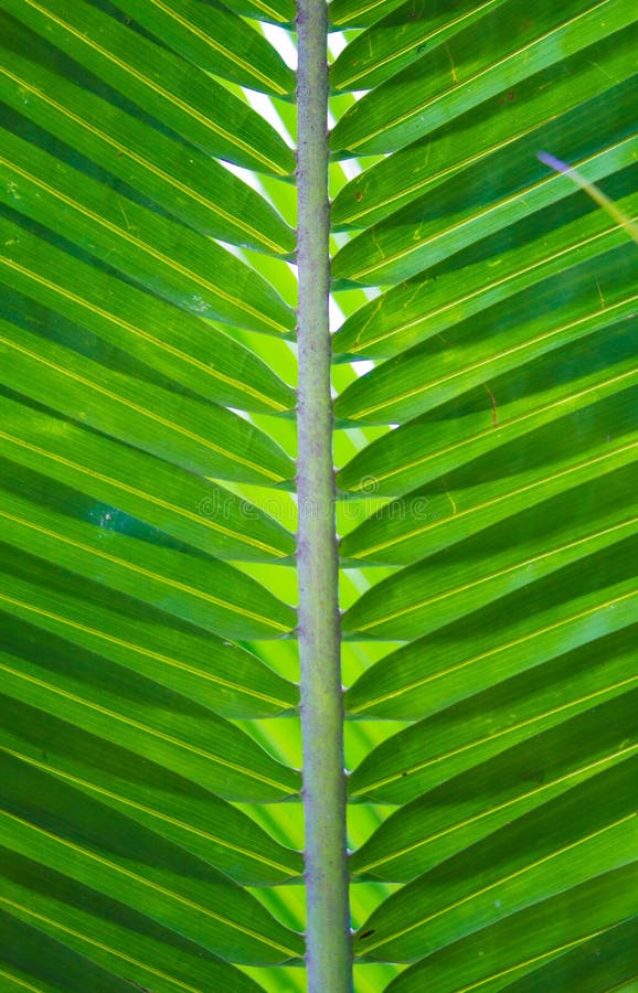 Coconut Tree Leaves Texture