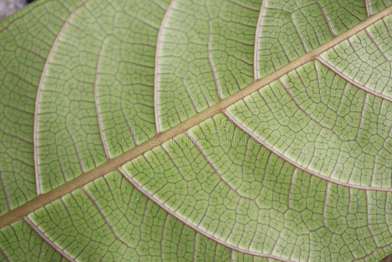 Texture of Leaf Fiber from Behind the Bottom Stock Photo - Image of ...