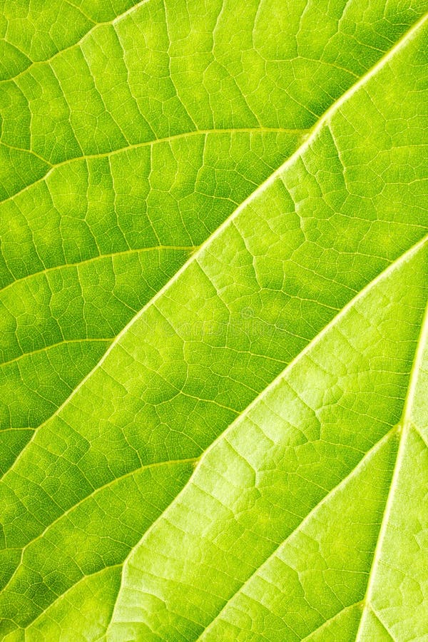 Texture of leaf stock image. Image of pattern, natural - 66793863