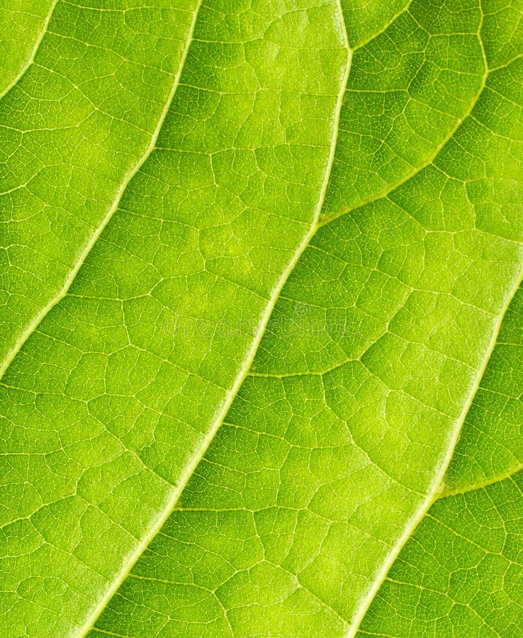 Texture of leaf stock image. Image of abstract, color - 59860585