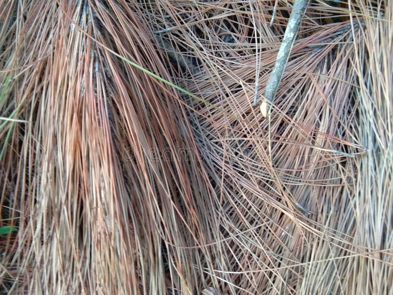 Ijuk Nature Stock Photos - Free & Royalty-Free Stock Photos from Dreamstime