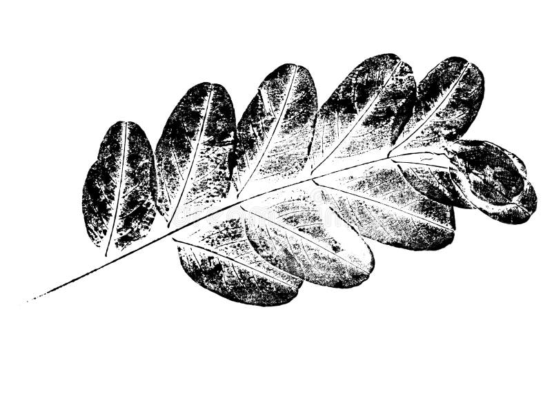 Foliage Imprint Stock Illustrations – 2,113 Foliage Imprint Stock ...