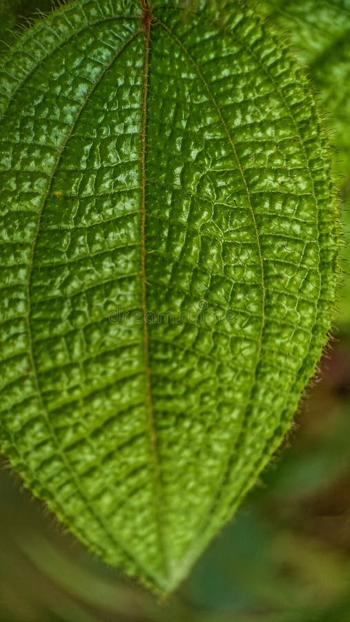 The Texture of the Leaf Looks so Amazing Stock Image - Image of soil ...
