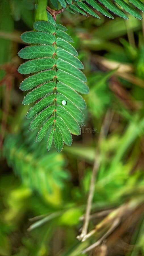 The Texture of the Leaf Looks so Amazing Stock Image - Image of nature ...