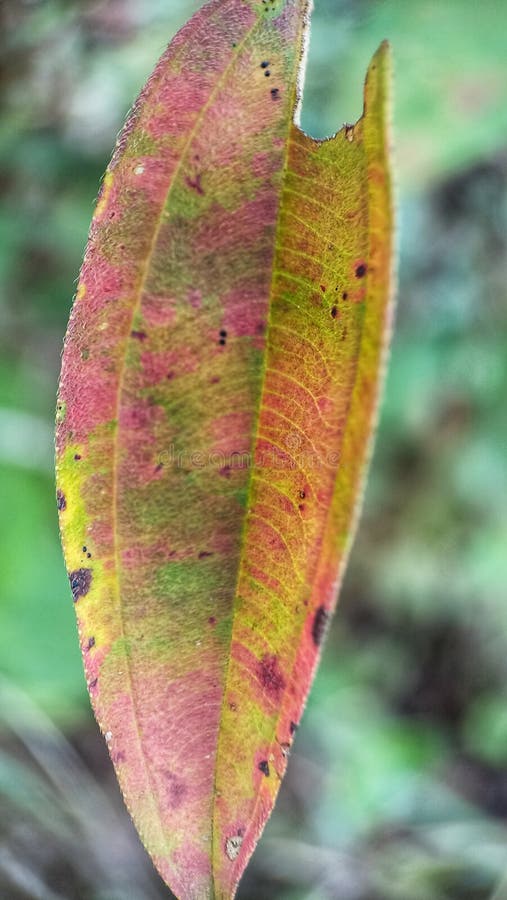 The Texture of the Leaf Looks so Amazing Stock Image - Image of ...