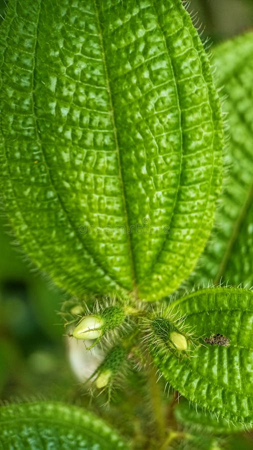 The Texture of the Leaf Looks so Amazing Stock Image - Image of green ...