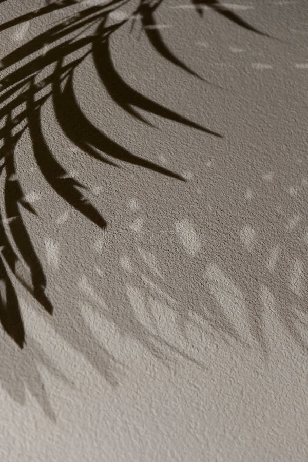 Texture with Leaf Shadows.tropical Background.Shadow Leaves on a White ...