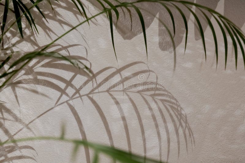 Texture with Leaf Shadows.tropical Background.Shadow Palm Leaves on a ...