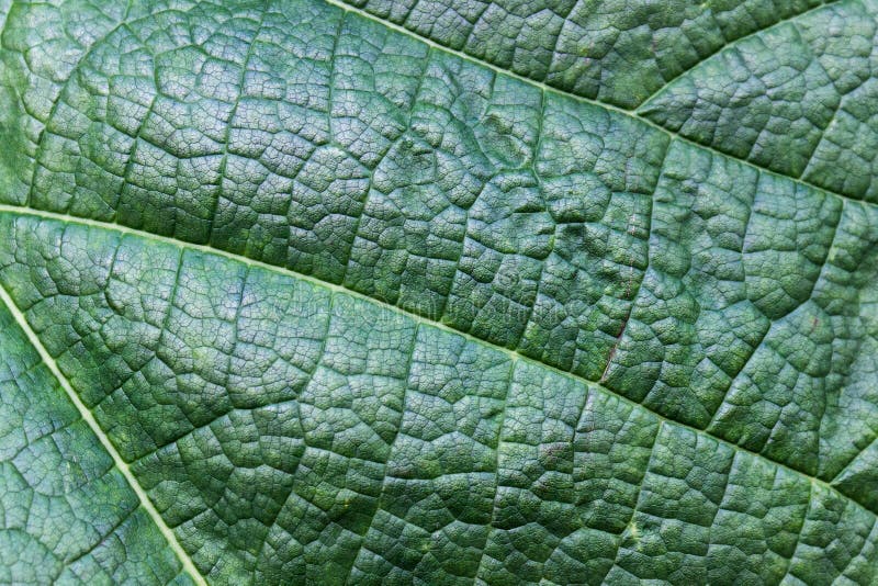 Fine Leaf Texture. Close Up of Leaf. Stock Photo - Image of ...