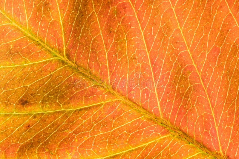 Texture autumn leaf stock image. Image of botany, texture - 100238803