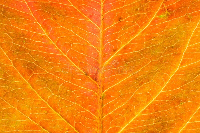 Texture autumn leaf stock image. Image of bright, healthy - 100238827