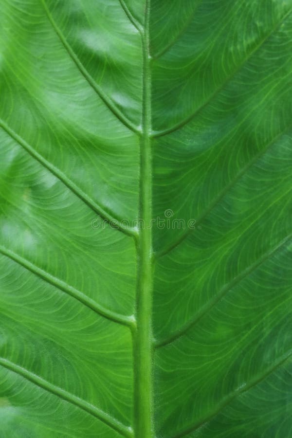 Texture of Leave stock photo. Image of nature, green - 228931882