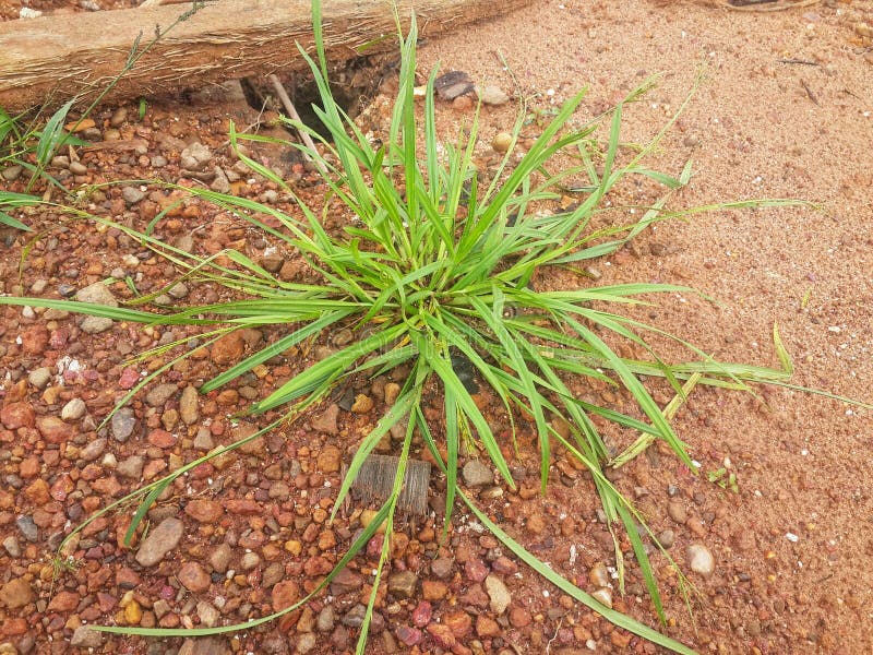 Texture of Leaves and Clay Hoard Marsh in Kalimantan 2 Stock Photo ...
