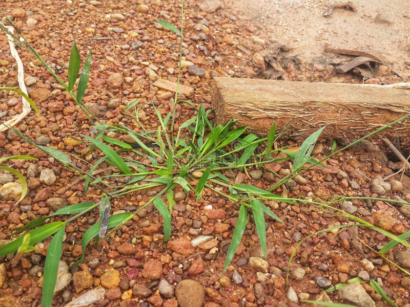 Texture of Leaves and Clay Hoard Marsh in Kalimantan 3 Stock Photo ...