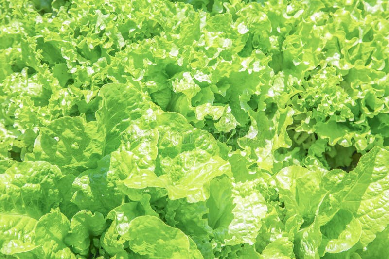 Texture of Leaves of Fresh Lettuce Stock Photo - Image of farm, head ...