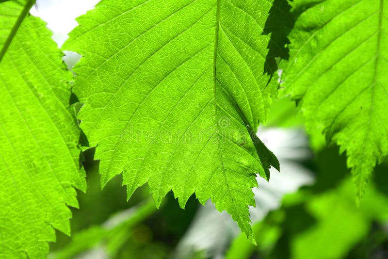 Texture of leaves stock image. Image of nature, texture - 205582799