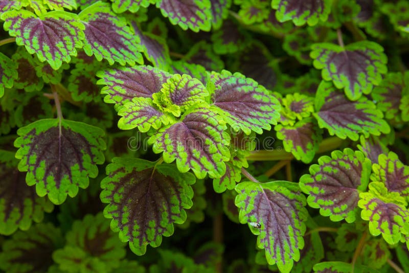 Texture of leaves stock photo. Image of branches, pattern - 36343876