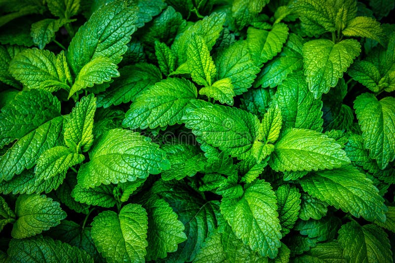 Texture of the Leaves of Lemon Balm or Nettle Plants Stock Image ...