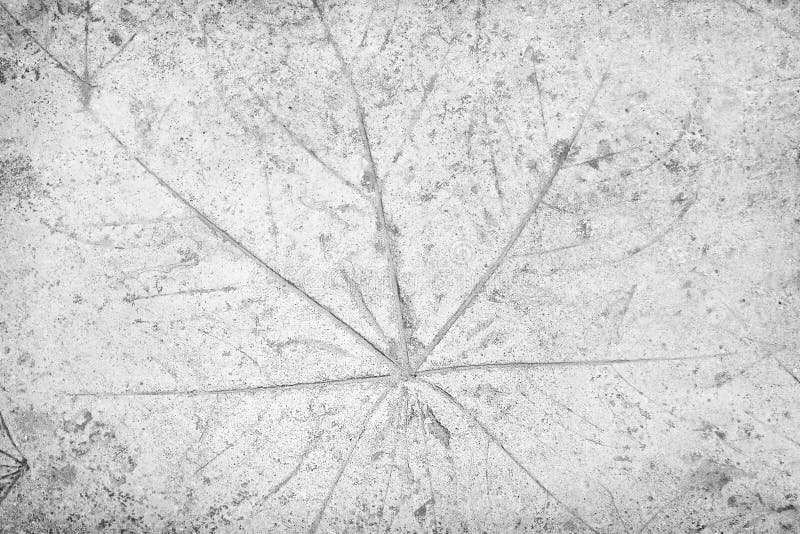 Texture Leaves Printed Patterns on Concrete Floor Background Stock ...