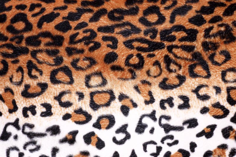 The Leopard Tiger is Cute and Speed Wildanimal in Zoology Stock Photo ...