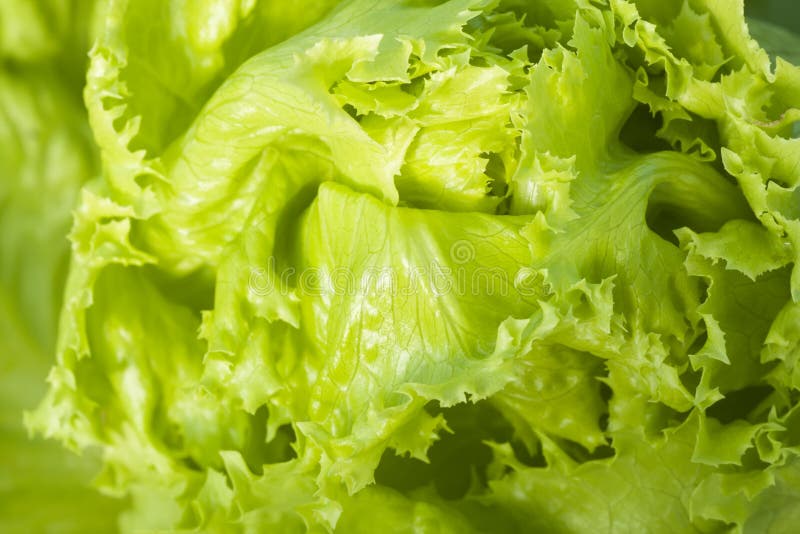 Texture of lettuce stock photo. Image of isolated, closeup - 15013096