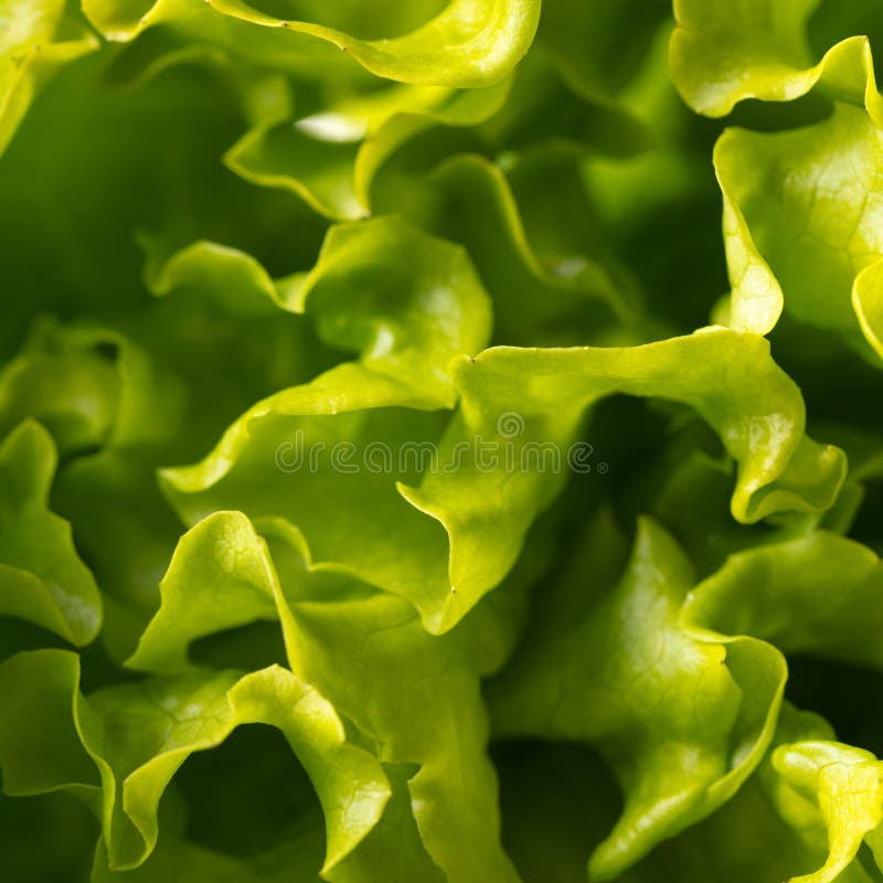 Texture of Lettuce Close-up Stock Image - Image of ingredient, abstract ...
