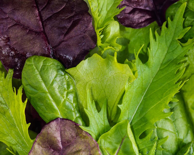 Texture of lettuce stock photo. Image of isolated, closeup - 15013096