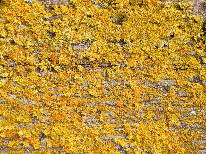 Texture of lichen stock image. Image of outdoors, bark - 15236957
