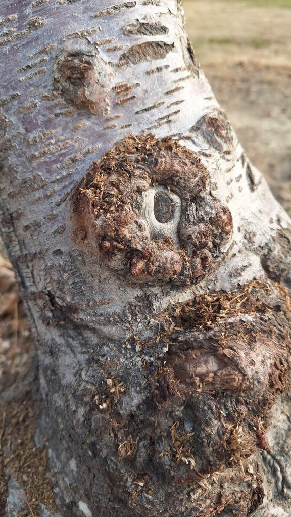 The Texture of a Light-colored Tree with Large Bumps on it Stock Image ...