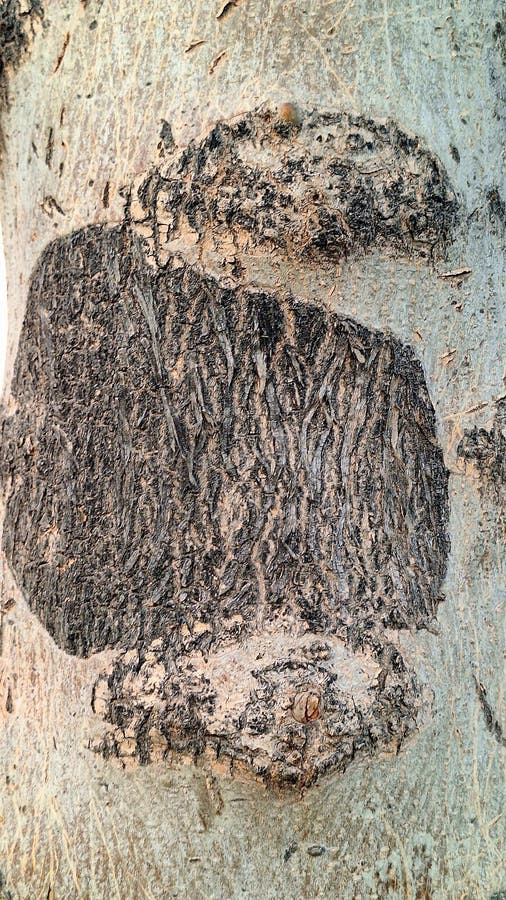 The Texture of a Light-colored Tree with Parts of it Being Dark Stock ...
