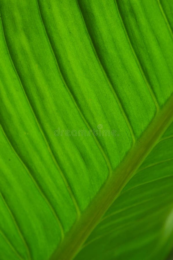 Texture of Light Green Plant Leaf Stock Photo - Image of texture, flora ...