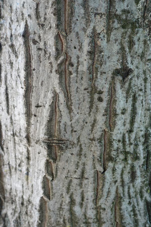 Texture of Grey Bark of Persian Walnut Tree Stock Image - Image of ...