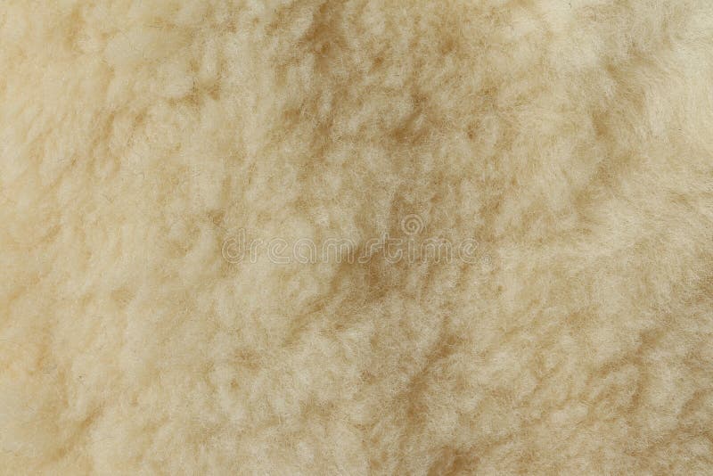 Texture of light lamb fur. stock image. Image of wall - 245611699