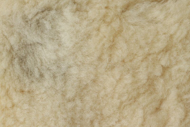 Texture of light lamb fur. stock photo. Image of wool - 245611716