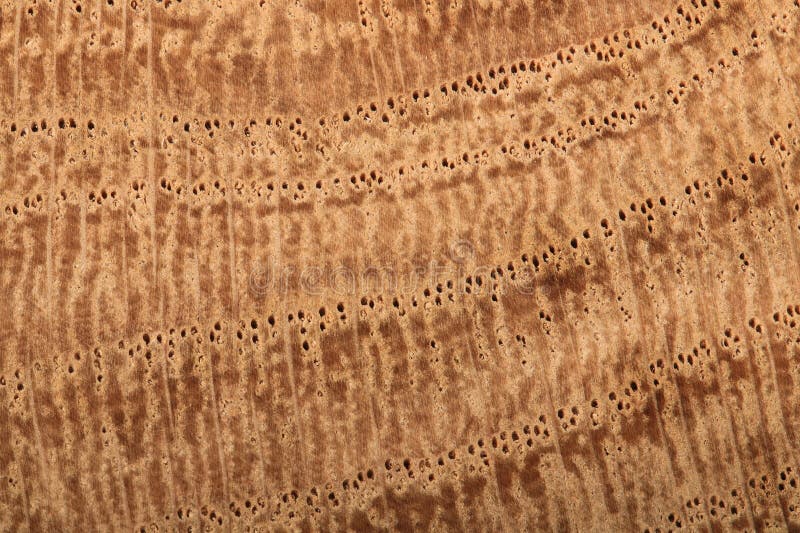 The Texture of Light Oak Wood, Solid Wood or Wood. that S a Close-up ...