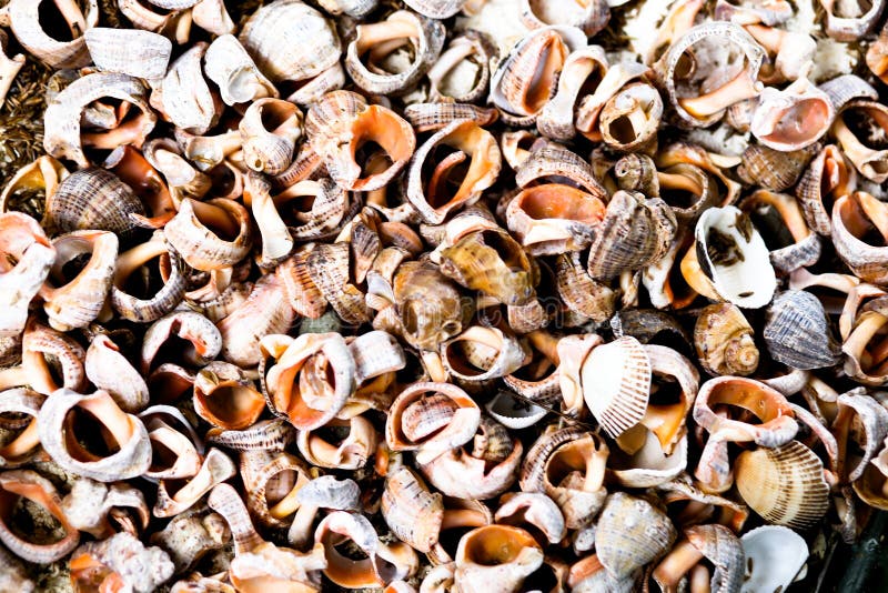 Texture of Light Small Shells. Background Stock Image - Image of ...