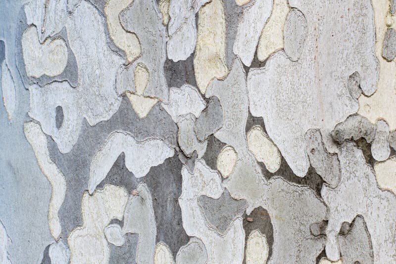 Texture of Old Light Wood, Tree, Creative Background Stock Image ...