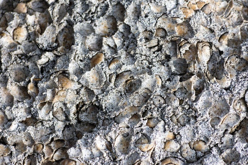 258 Limestone Lime Shell Stock Photos - Free & Royalty-Free Stock ...