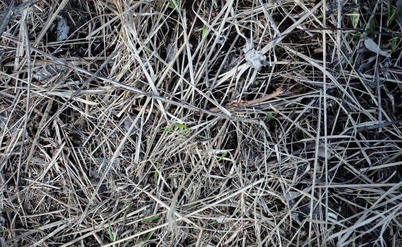 Dry Grass Texture, Dry Stems Background Stock Image - Image of creating ...