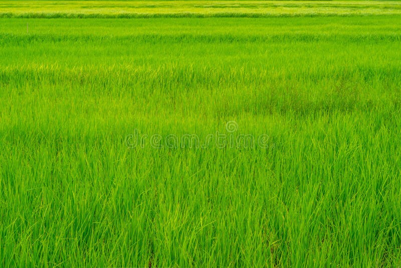 Texture and Lines of Green and Yellow Rice Field Stock Image - Image of ...