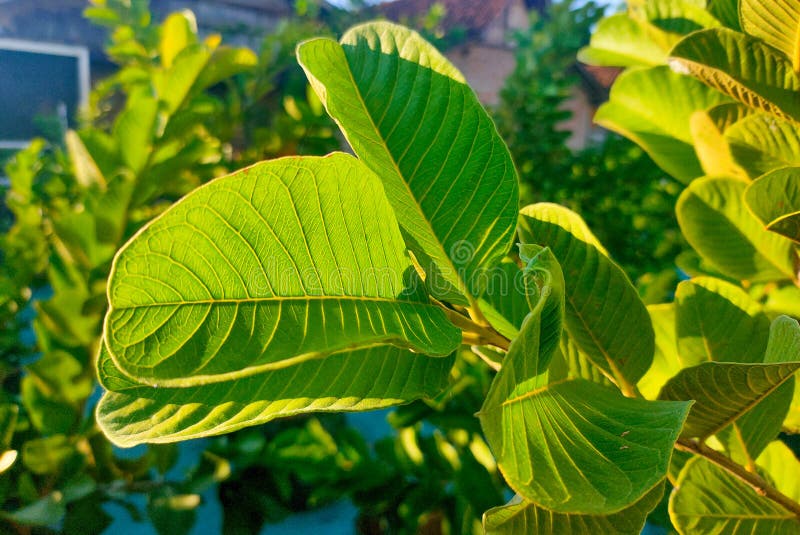 The Texture of the Lines on the Leaves of the Beautiful Guava Tree ...