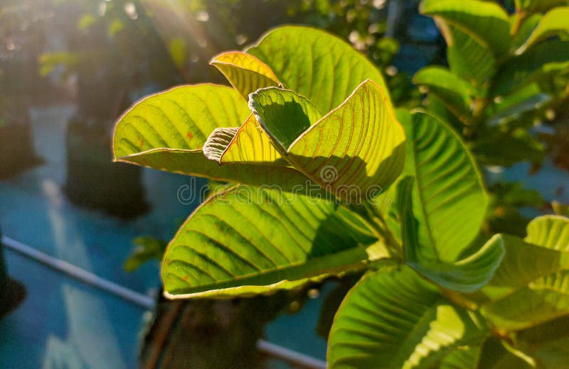 The Texture of the Lines on the Leaves of the Beautiful Guava Tree ...