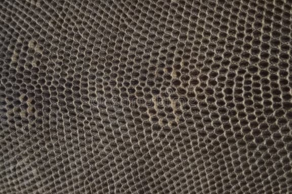 Texture of the lizard skin stock photo. Image of texture - 284551854
