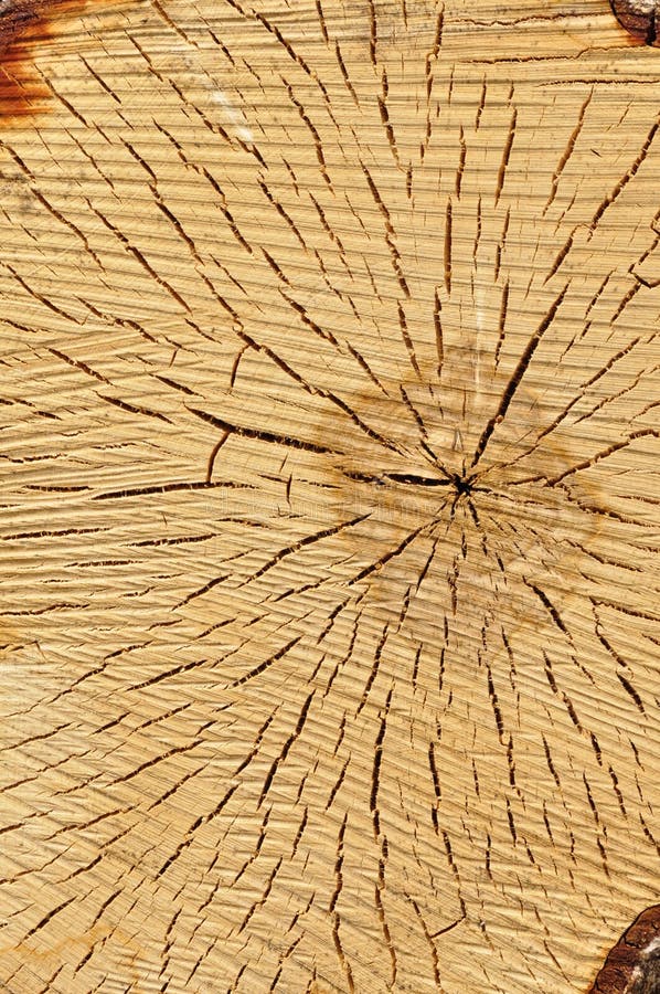 The texture of the log. stock image. Image of years, logs - 48132401