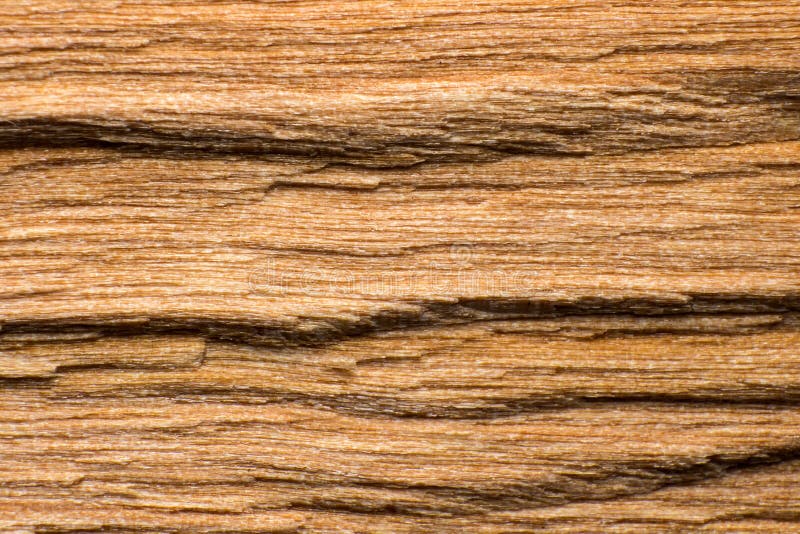 Texture of a Log or Log Split Across, Macro Shot, Wood Fibers are ...