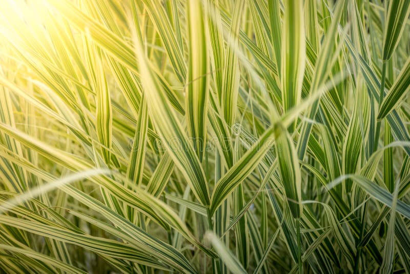 Texture of Long Green Grass at Bright Sun Rays Stock Image - Image of ...