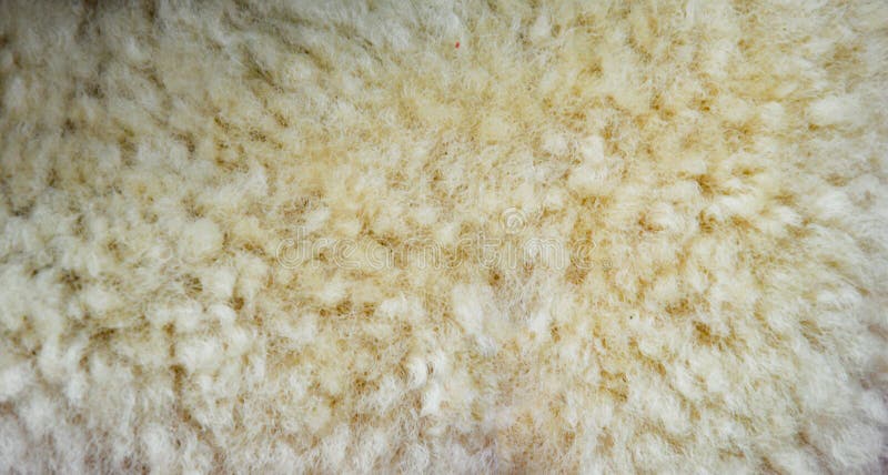 The Texture of Light Sheep Wool. Background for the Design. Stock Image ...
