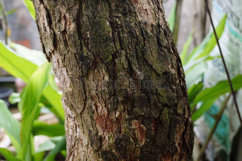 Texture of Longan Tree Bark Stock Image - Image of plant, bent: 274205659