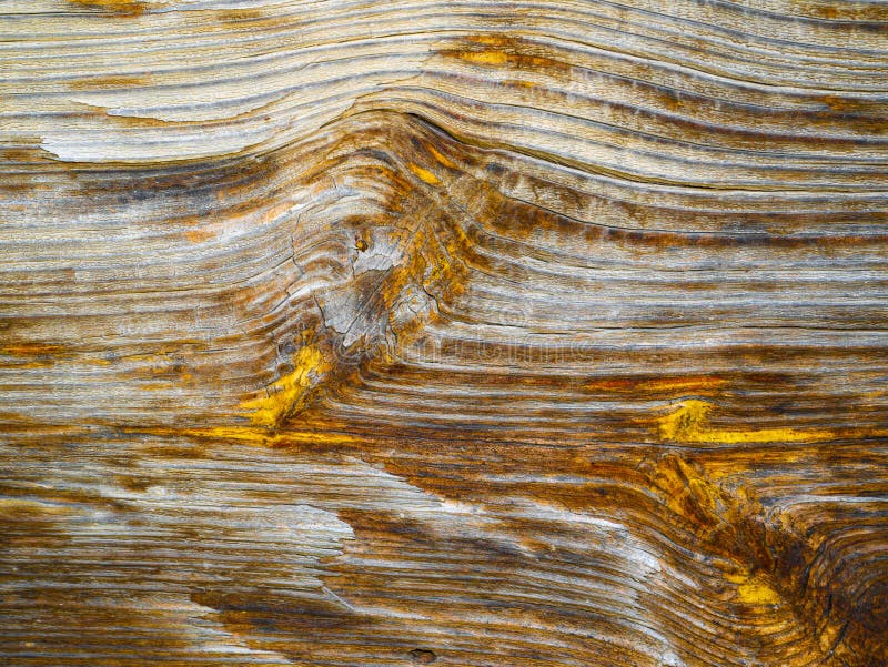 The Texture of the Longitudinal Section of Wood with Knots Stock Photo ...