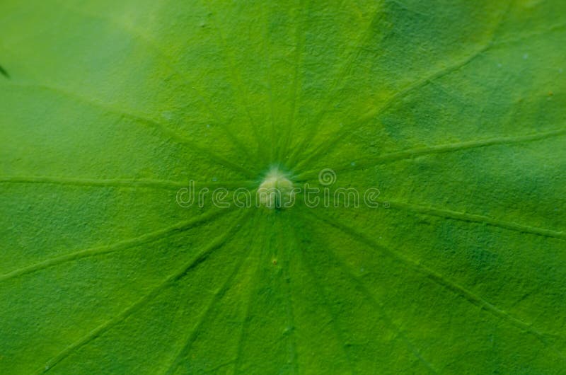 Texture of lotus leaves stock image. Image of lines, natural - 54612789